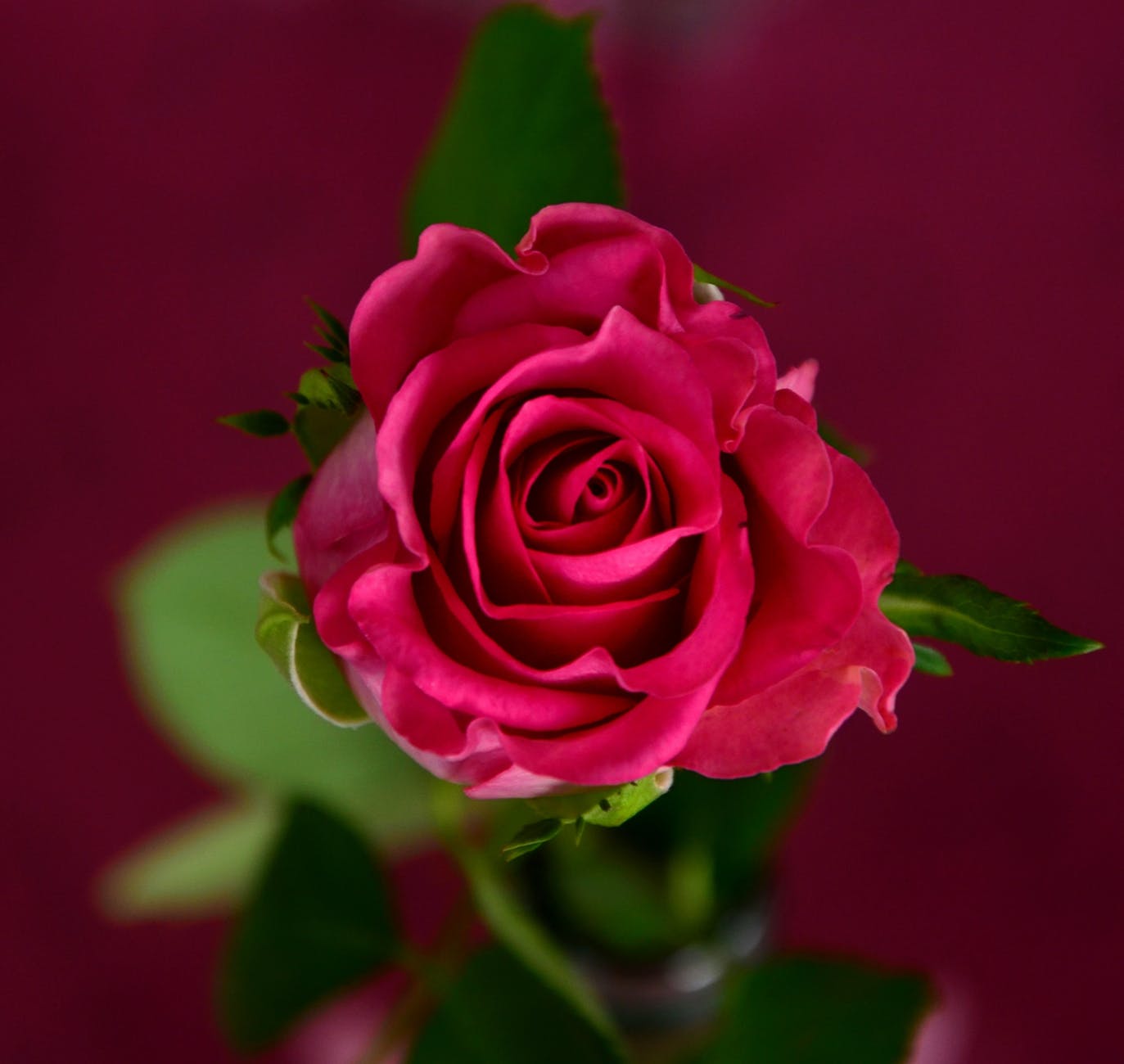 flower roses red roses bloom – Drexel Education Abroad